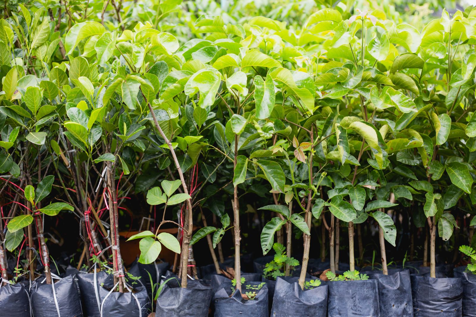 Free Sapling Giveaway Program - Honavar Foundation