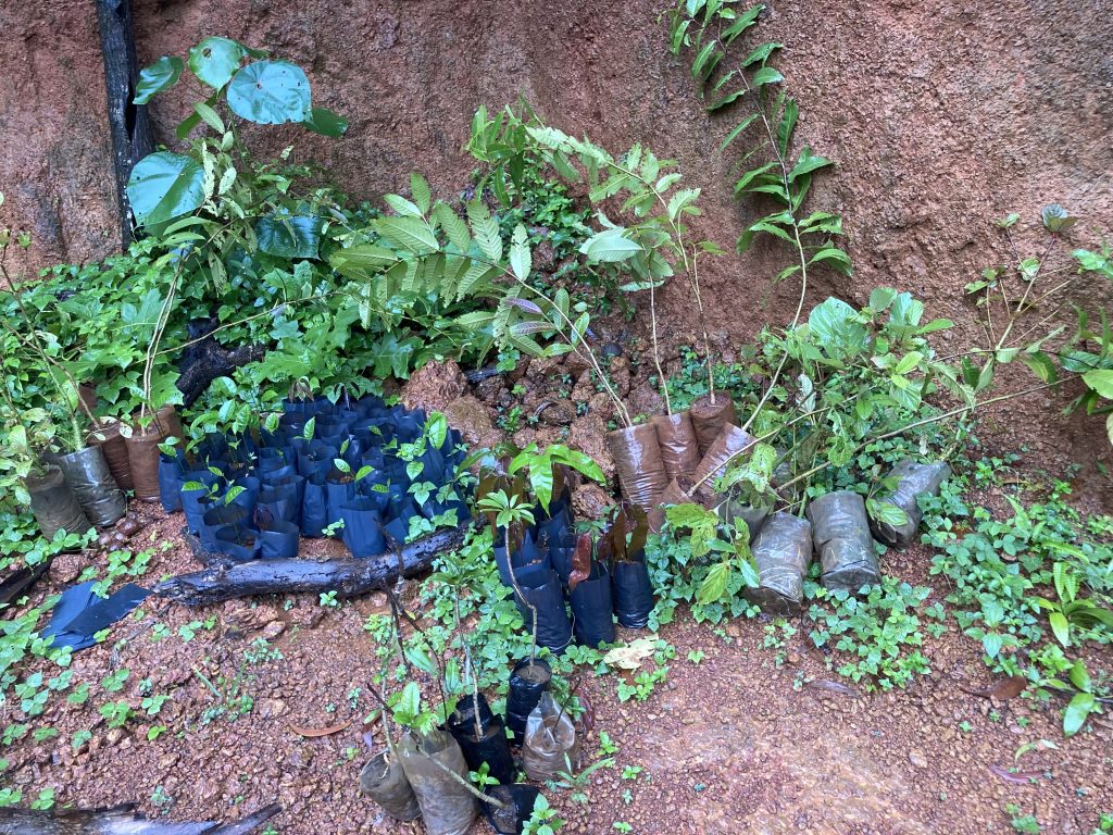 Free Sapling Giveaway Program - Honavar Foundation