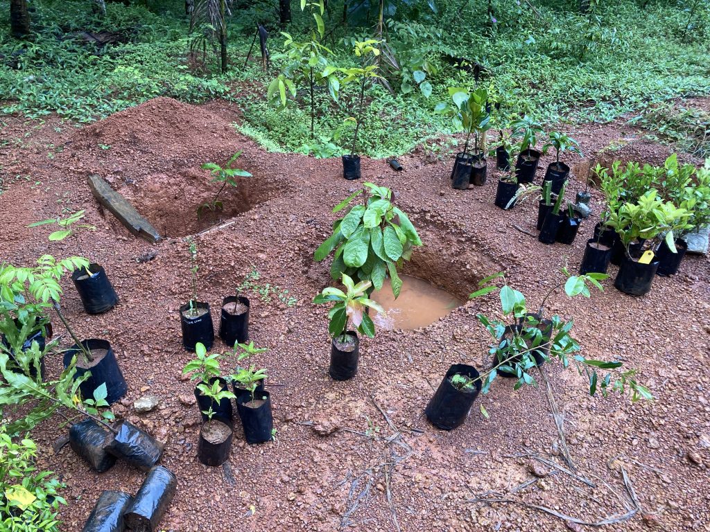 Free Sapling Giveaway Program - Honavar Foundation