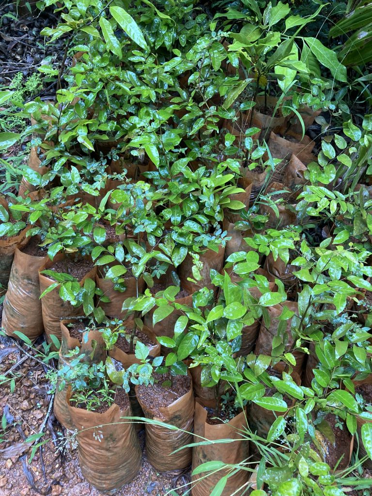 Free Sapling Giveaway Program - Honavar Foundation