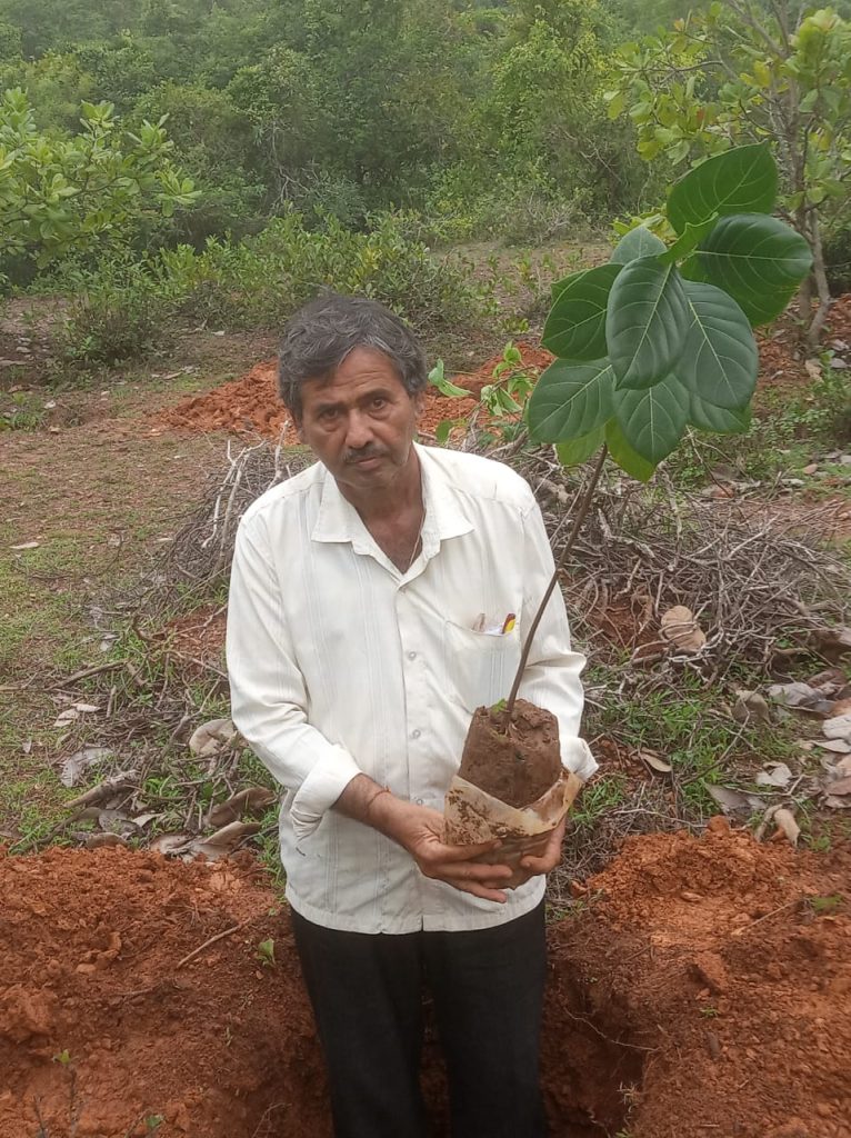 Free Sapling Giveaway Program - Honavar Foundation